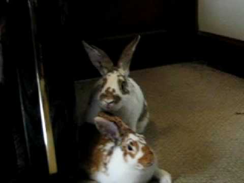 Big Bruncle Rabbit Humps His Niecester - YouTube
