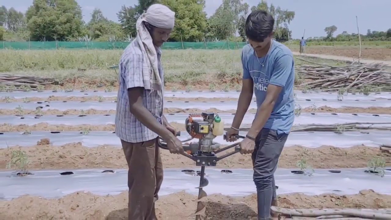 Tomato plants staking system | Israel tomato farming - YouTube