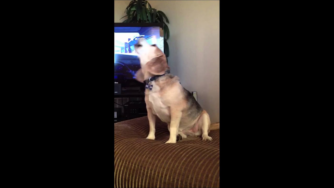 Beagle singing The Beatles - YouTube