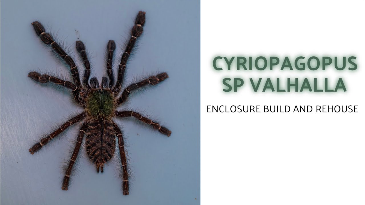 Cyriopagopus sp Valhalla Enclosure Build and Rehouse - YouTube