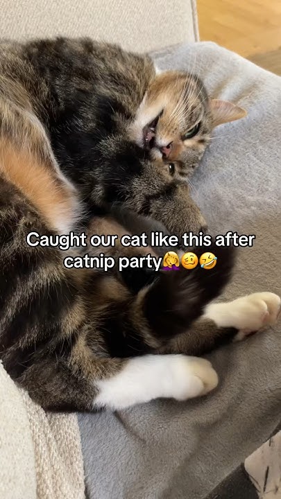 He’s high on catnip #catnip #cat #catlover #shortvlog #catshorts #catvideos #catsoftiktok # ...