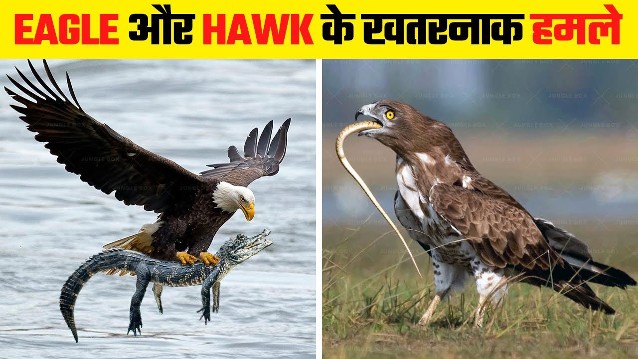Eagle और Hawk के खतरनाक हमले | Eagle and Hawk vs Other Animals - YouTube