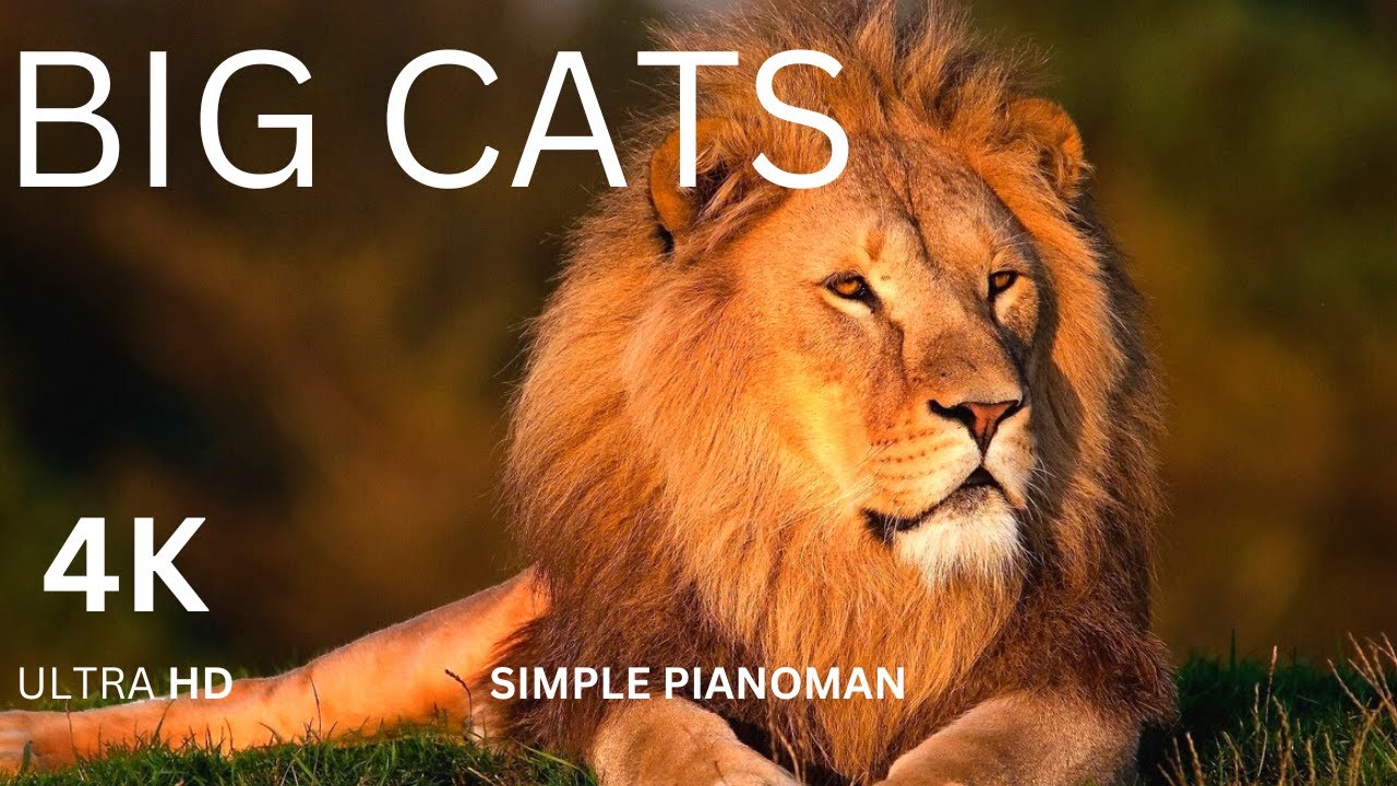 Big Cats 4K - Impressive Scenes of Big Cats In Wild Nature with ...