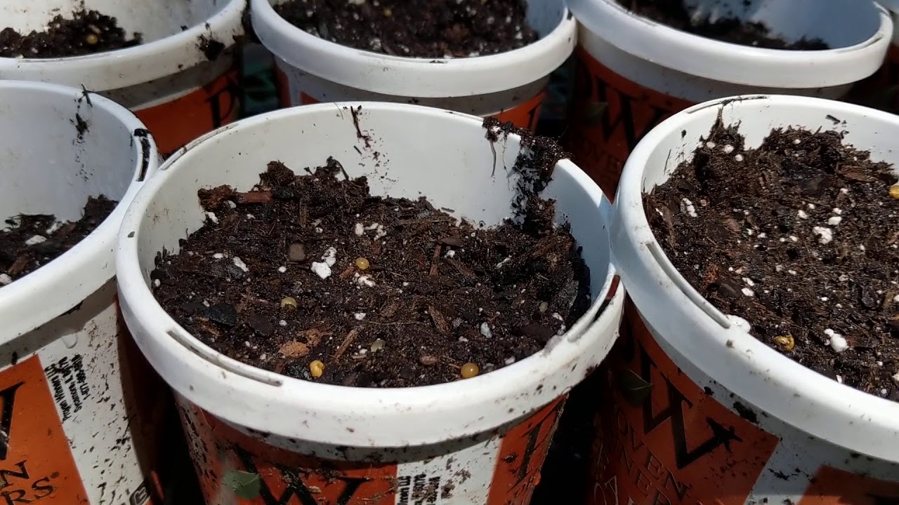 Propagation Propagating Mums 2020 - YouTube