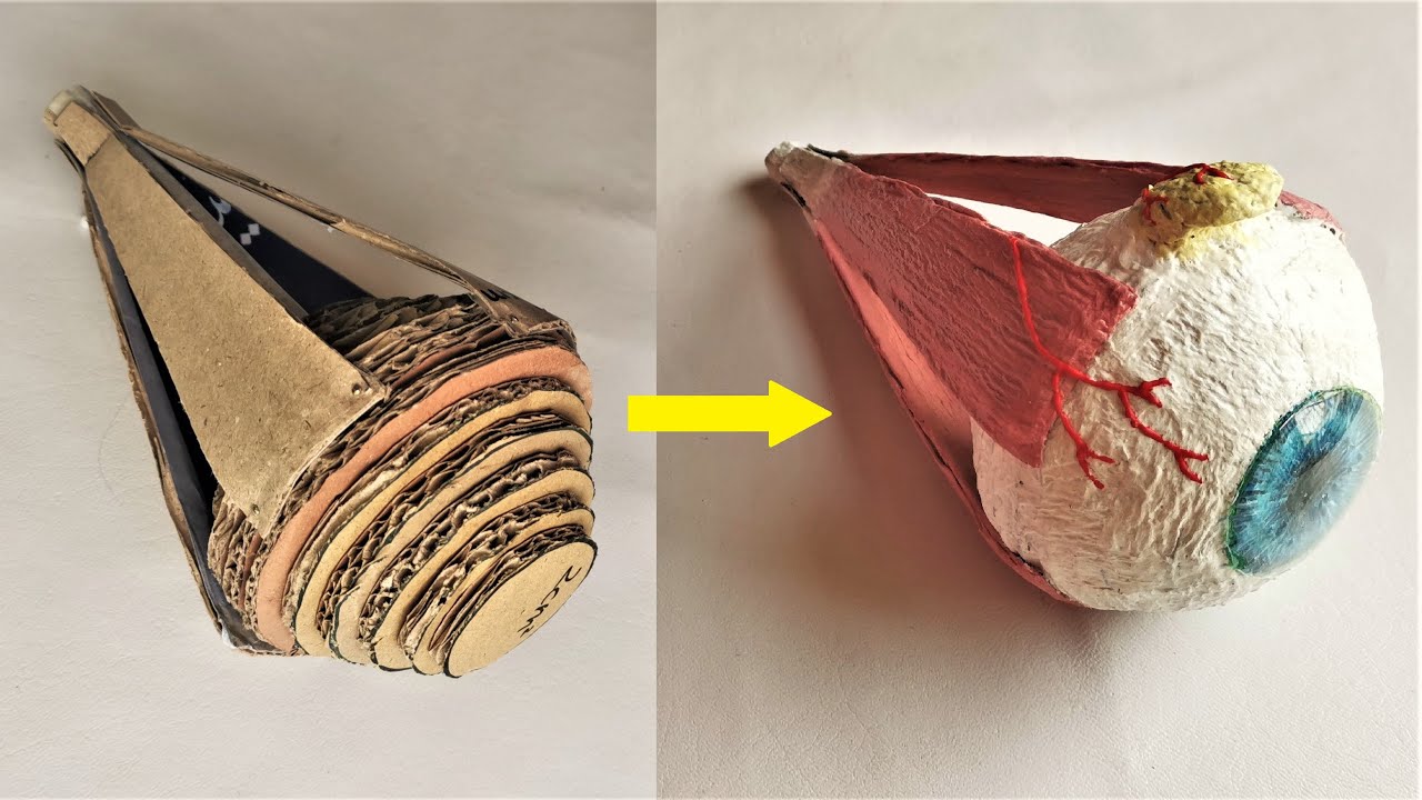 Cardboard Eye Ball Model DIY - YouTube
