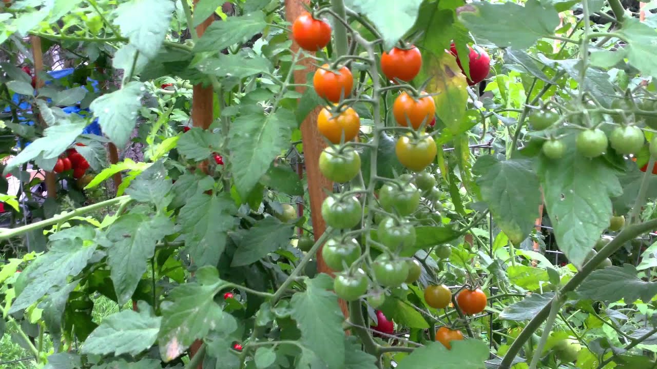PlantProfile : Sungold Cherry Tomato - YouTube