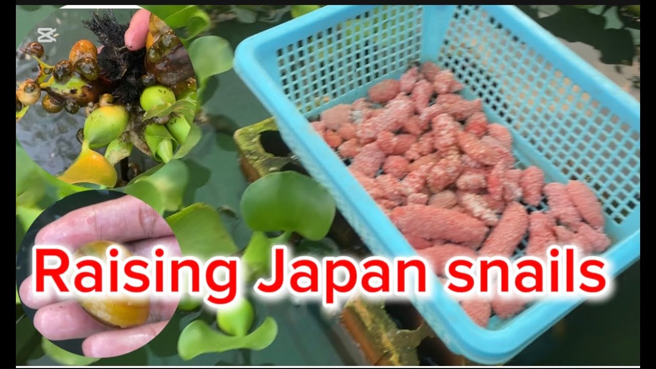 How to raising Japan snail/Cam Garden - YouTube