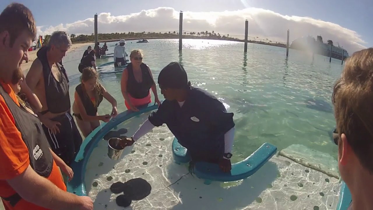 Disney Cruise 17 Stingray Encounter - YouTube