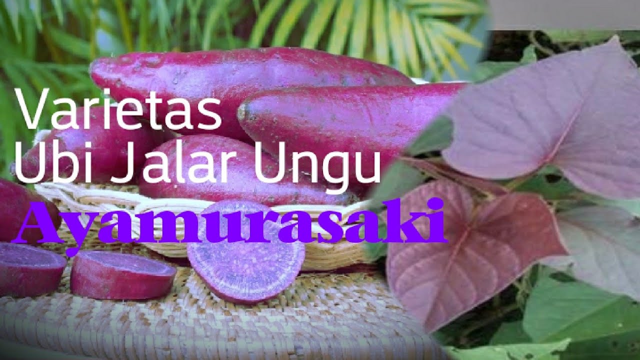 Mengenal lebih tanaman ubi jalar varietas Ayamurasaki atau dikenal ...