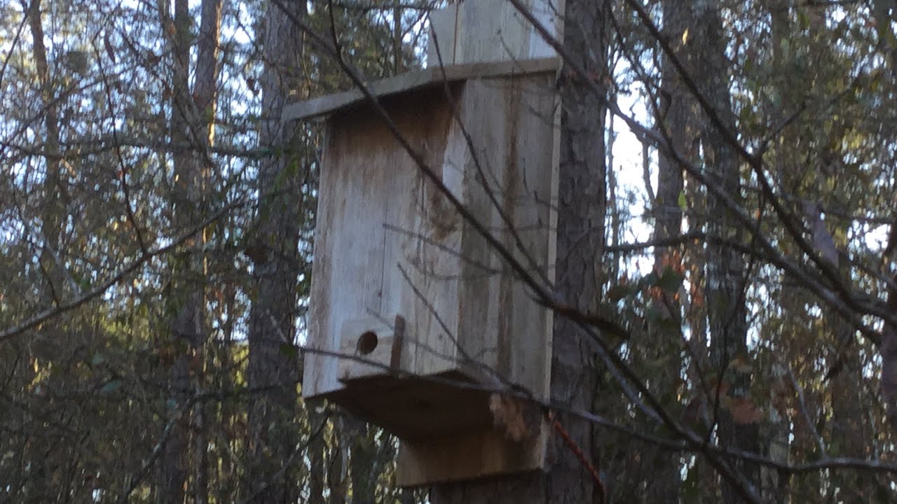 Chickadee roosting box follow up - YouTube