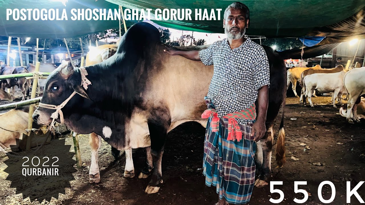 postogola shoshan ghat gorur haat 2022| চমৎকার একটি গরু দাম চাওয়া ...