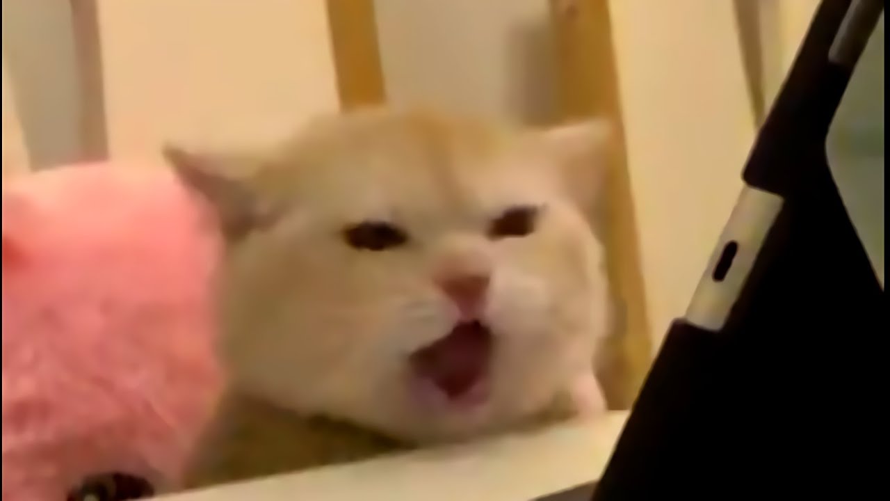 Nestlé Crunch Cat meme 😹 #Shorts #Cutecat - YouTube