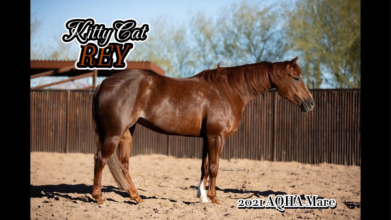 Kitty Cat Rey - YouTube