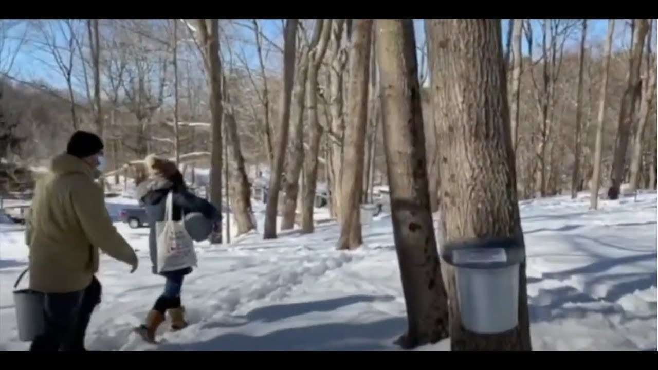 How to Make Maple Syrup Like Grandma Used Too - YouTube