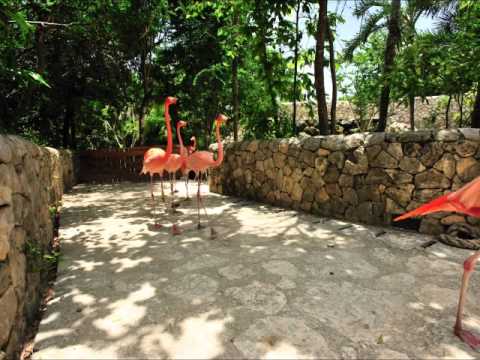 flamingo walk - YouTube
