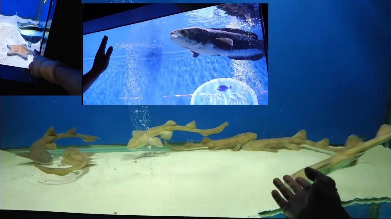 When we saw 'Rare Sharks' at the Public Aqurium, Goa! - YouTube