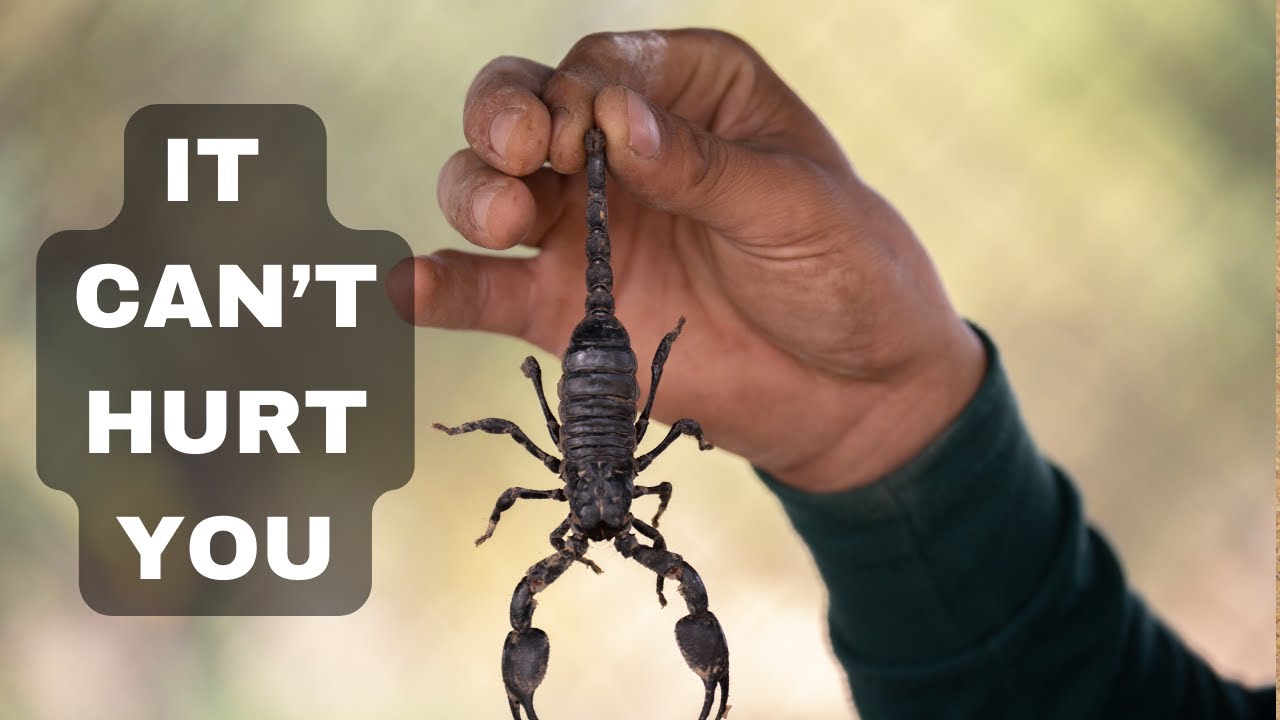 Tailless Whip Scorpion Facts the BUG from HARRY POTTER | Animal ...