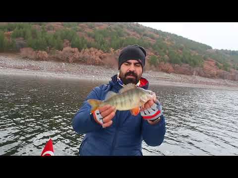 Tatlısu Levregi (PERCH) Nasıl avlanır? Nelere dikkat edilmelidir?