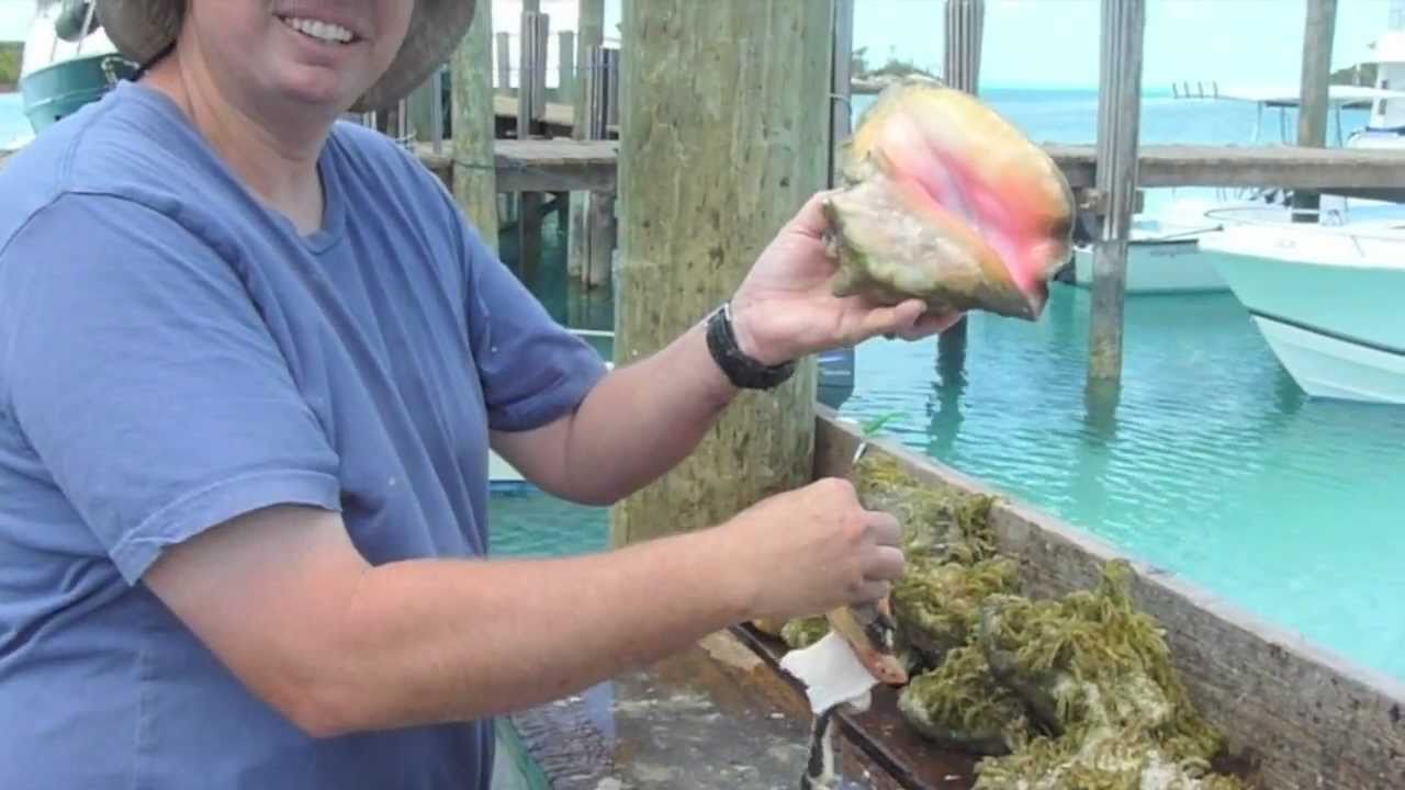 Jungle Jim — Conch Killer - YouTube