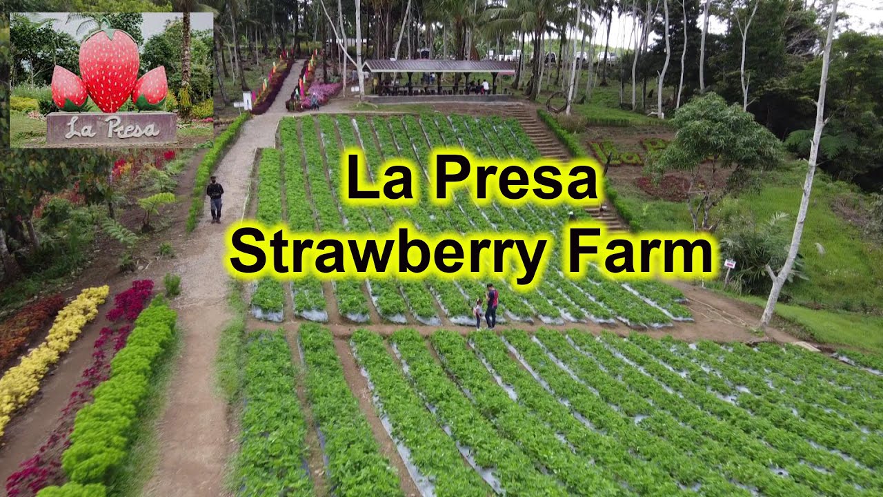 La Presa Strawberry Farm at Sergio Osmeña Sr., Zamboanga del Norte ...