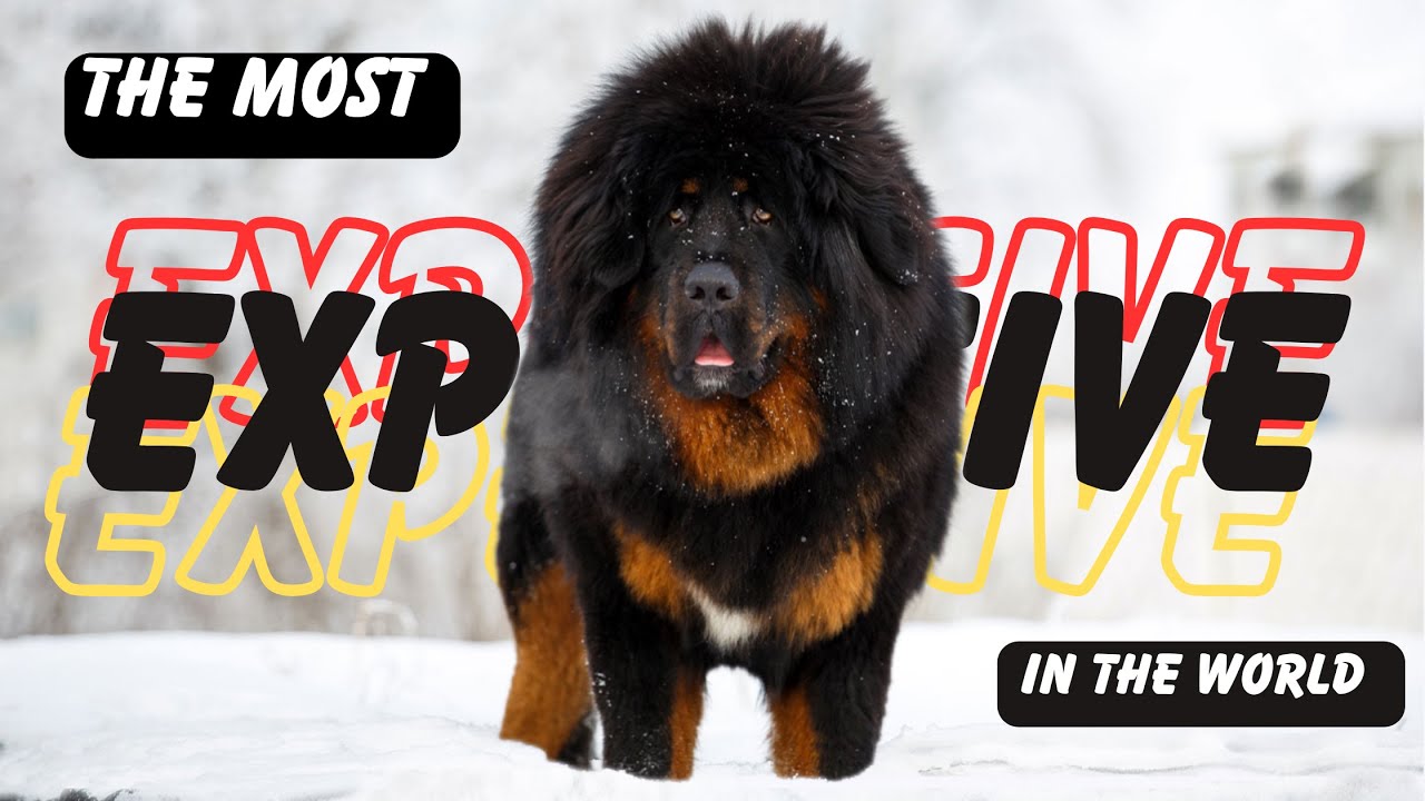 The 5 Most Expensive Dogs in the World: The World's Most Expensive Dogs ...