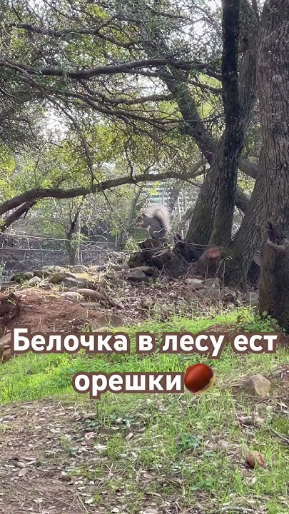 Животное лакомится на свежем воздухе среди деревьев🌰 Youtube
