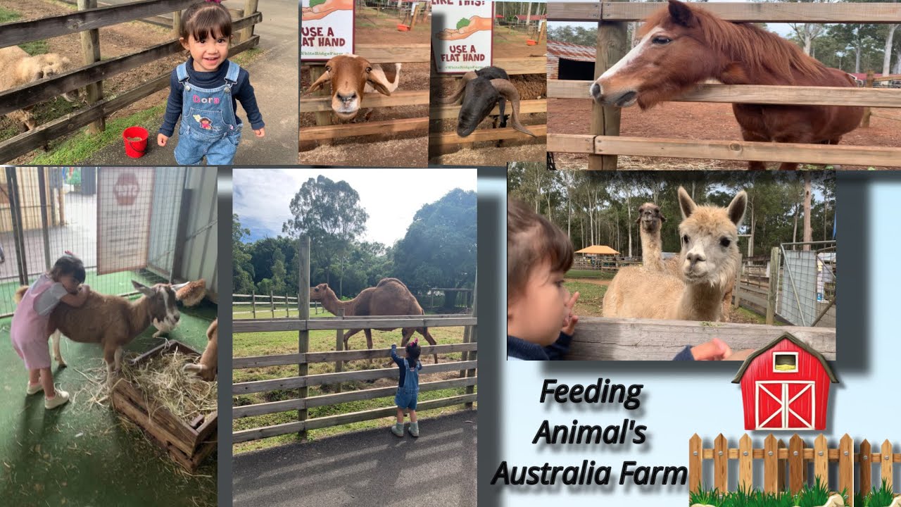 TARA!!! MAGPAKAIN TAYO NG MGA HAYOP SA FARM AUSTRALIA # ...