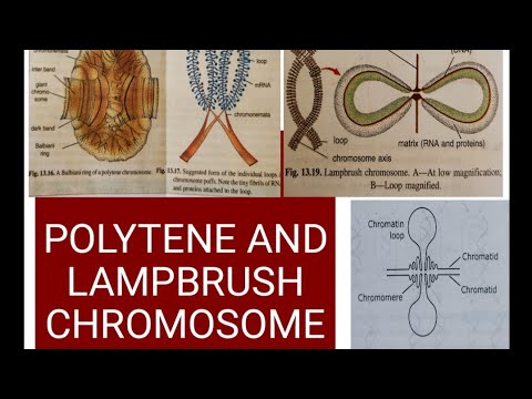 POLYTENE CHROMOSOMES || LAMPBRUSH CHROMOSOME | GIANT CHROMOSOME - YouTube