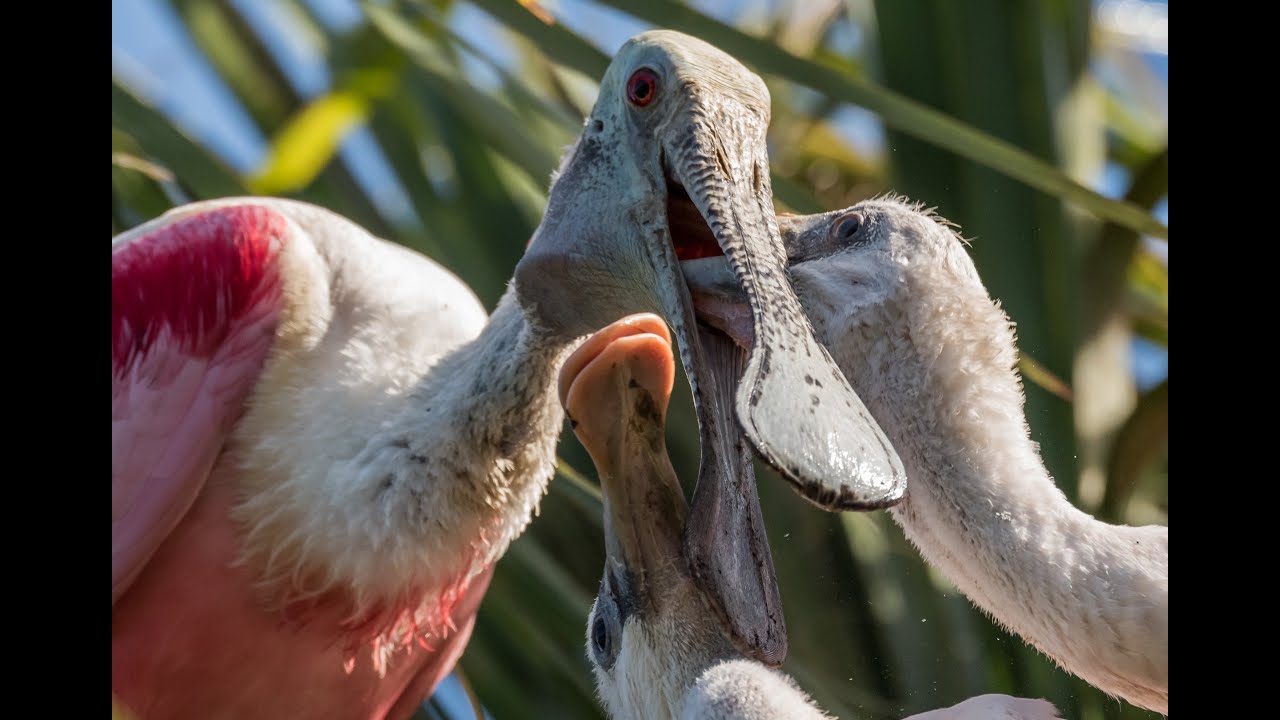 Mama and Papa Birds Feeding and Protecting their Chicks 37 Species ...
