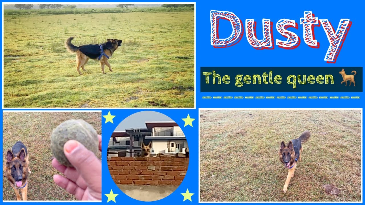 Dusty the gentle queen 🐕 || Defending herself in style 🎭 || PLAYING IN ...