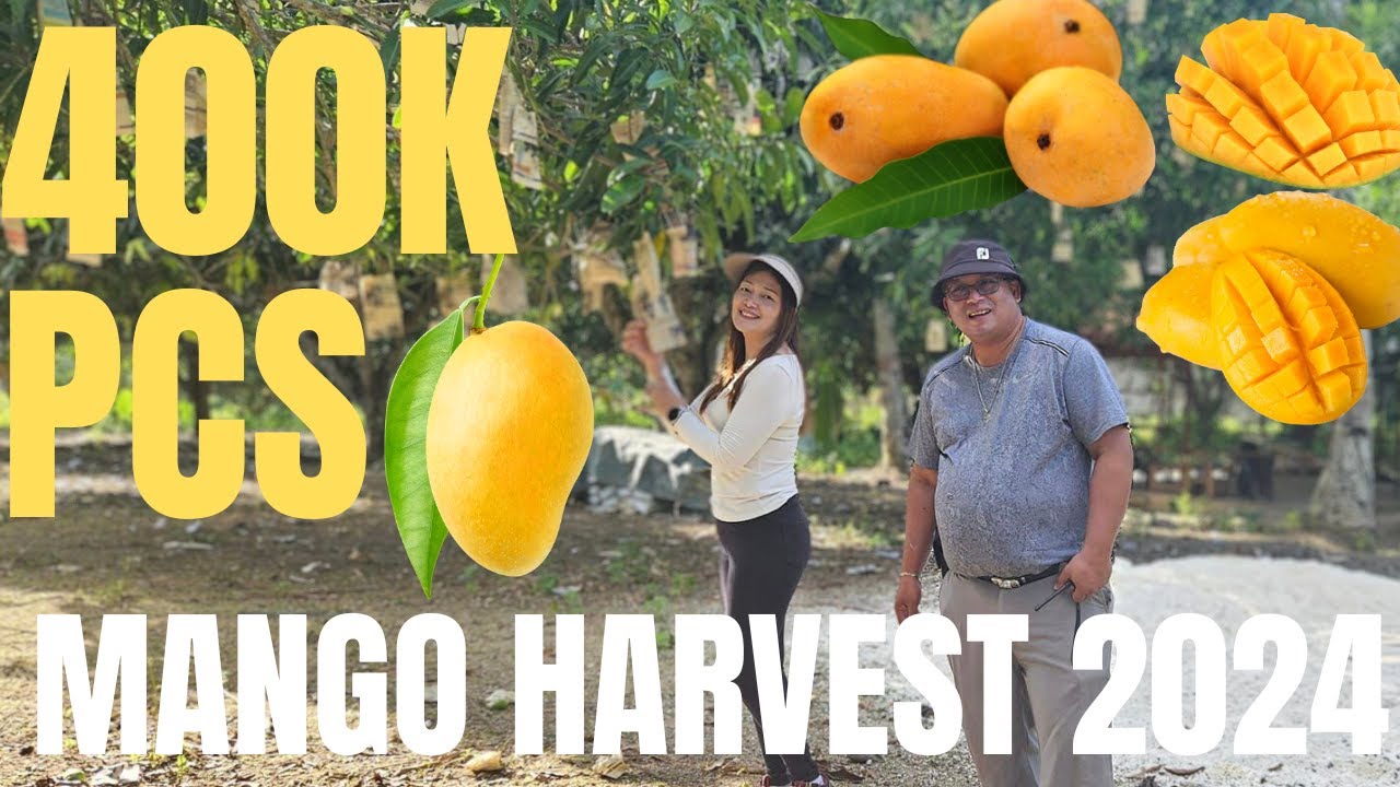 Massive Mango Harvest: 400k Mangoes at Our PTMS SURUYAA Cebu Farm! JUNE ...