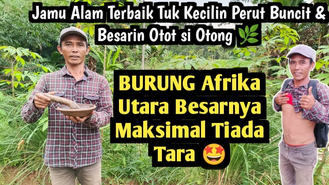 Burun6 Afrika Besarnya Tiada Terkira Jika Perut Papa Kecil Anti Buncit ...