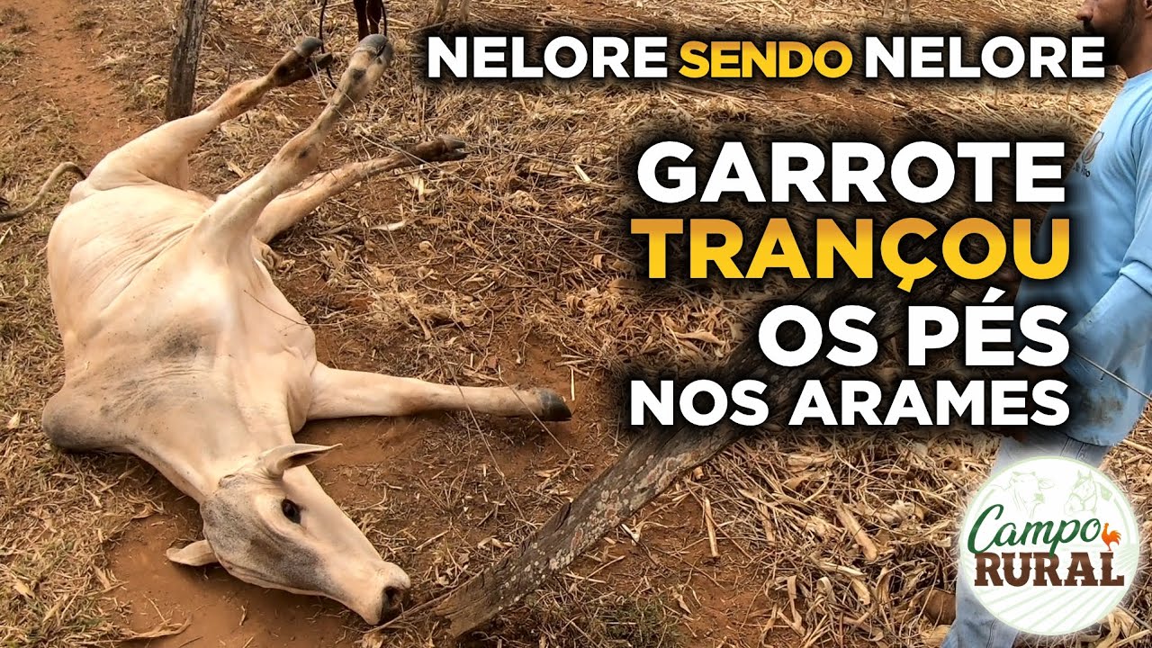 NELORE SENDO NELORE - GARROTE TRANÇOU OS PÉS NOS ARAMES - YouTube