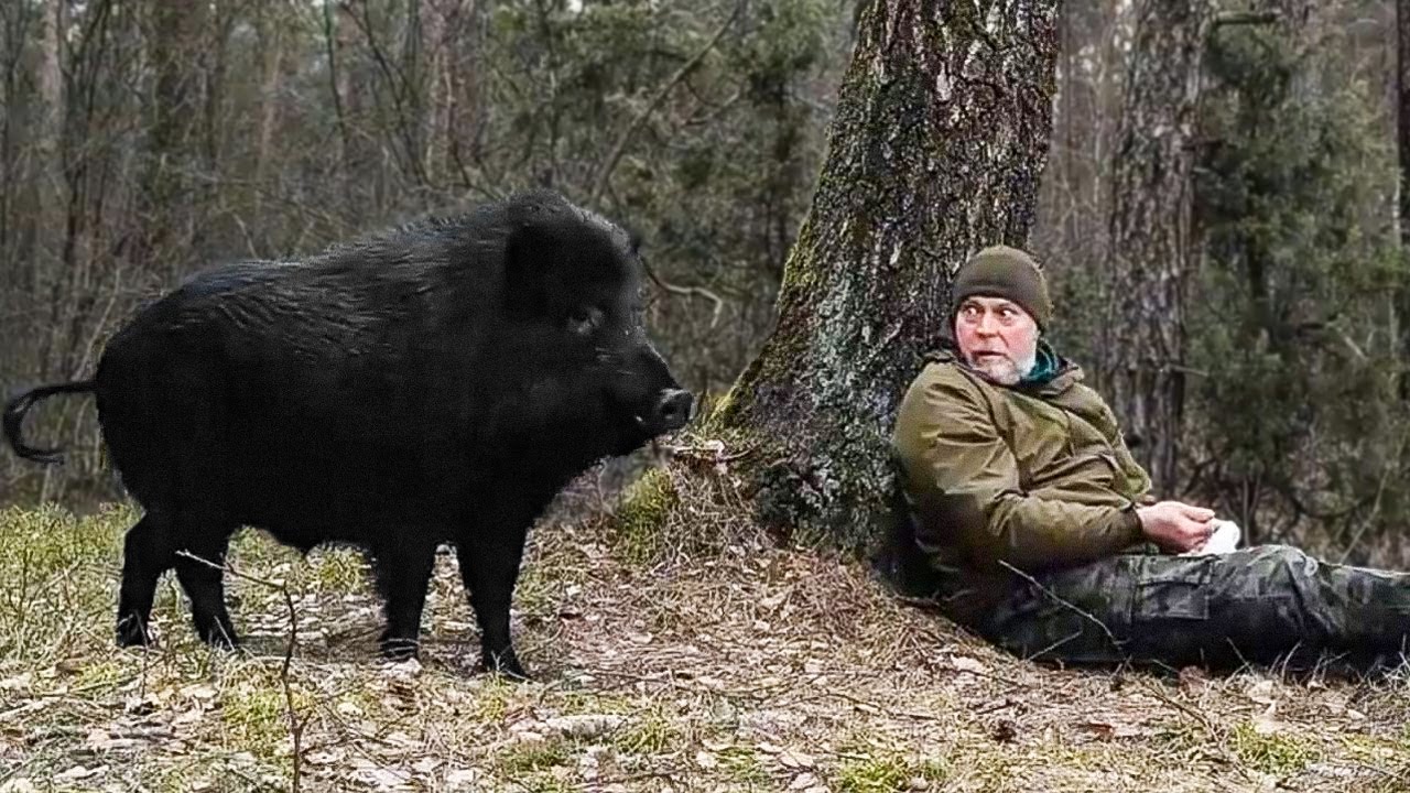Man met WILD BOAR in the woods and it changed his life. - YouTube