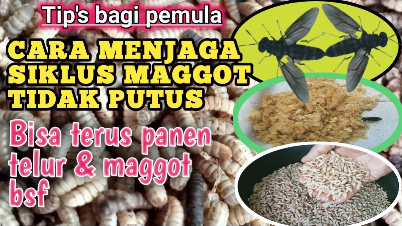menjaga siklus maggot bsf agar tidak putus, perputaran ternak maggot ...