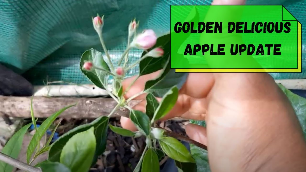 Golden Delicious Apple Update - - YouTube