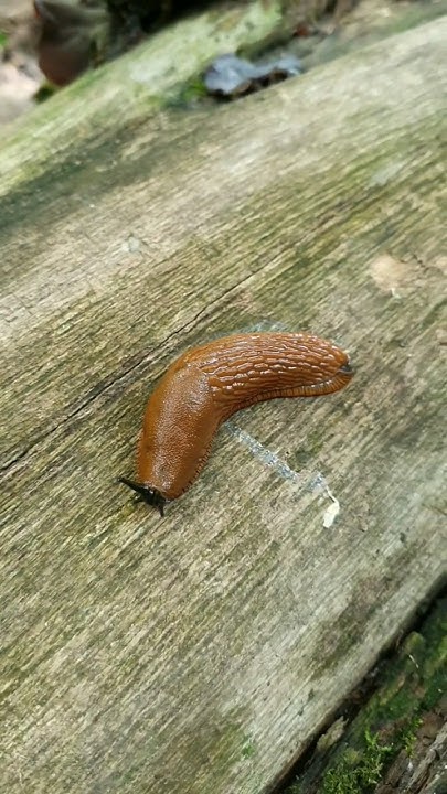 Слимак іспанський 🐌 Spanish Slug 🐌 Испанский слизень 🐌 Youtube