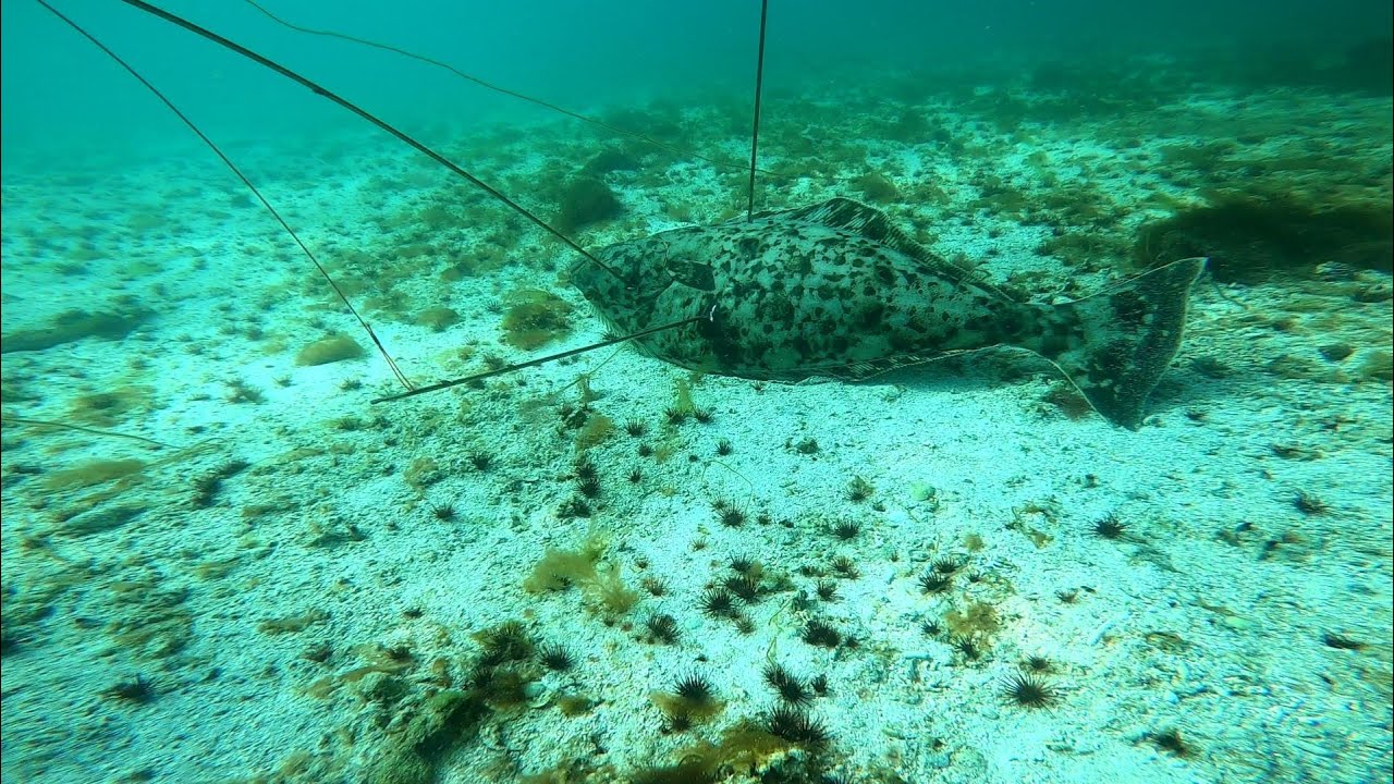 Spearfishing Atlantic HALIBUT under the ARCTIC midnight sun - YouTube