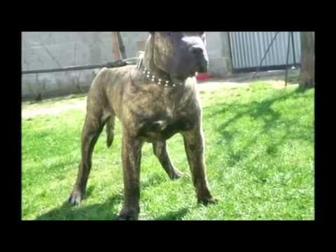 Bu  10 Köpek Irkı Dünyada Yasak