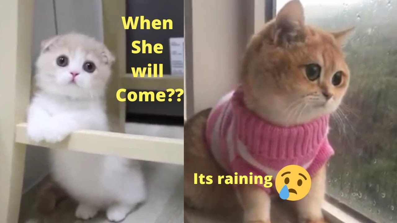 Baby Cat Cute and Funny cat videos compilation #6 Cute Pets - YouTube