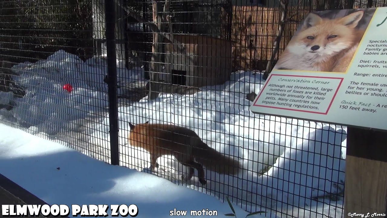 Elmwood Park Zoo Red Fox in Howler Monkey Exhibit (SLOW MOTION video ...