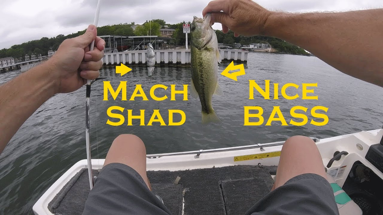 My First Mach Shad Bass. Early Fall BASS pattern plus 3 nice large ...