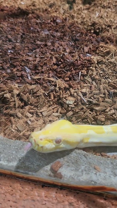 Malaysia python #snake - YouTube
