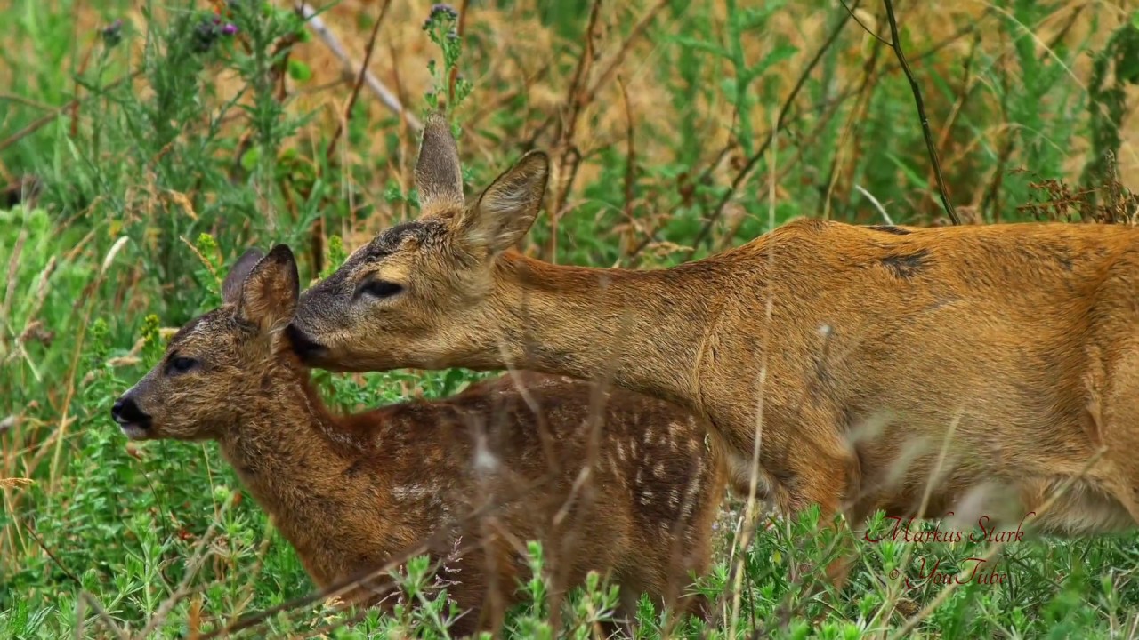 Beautiful Nature Footage, 2015, Baby Deer, UHD - YouTube