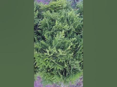Туя Даніка декоративна рослина - YouTube