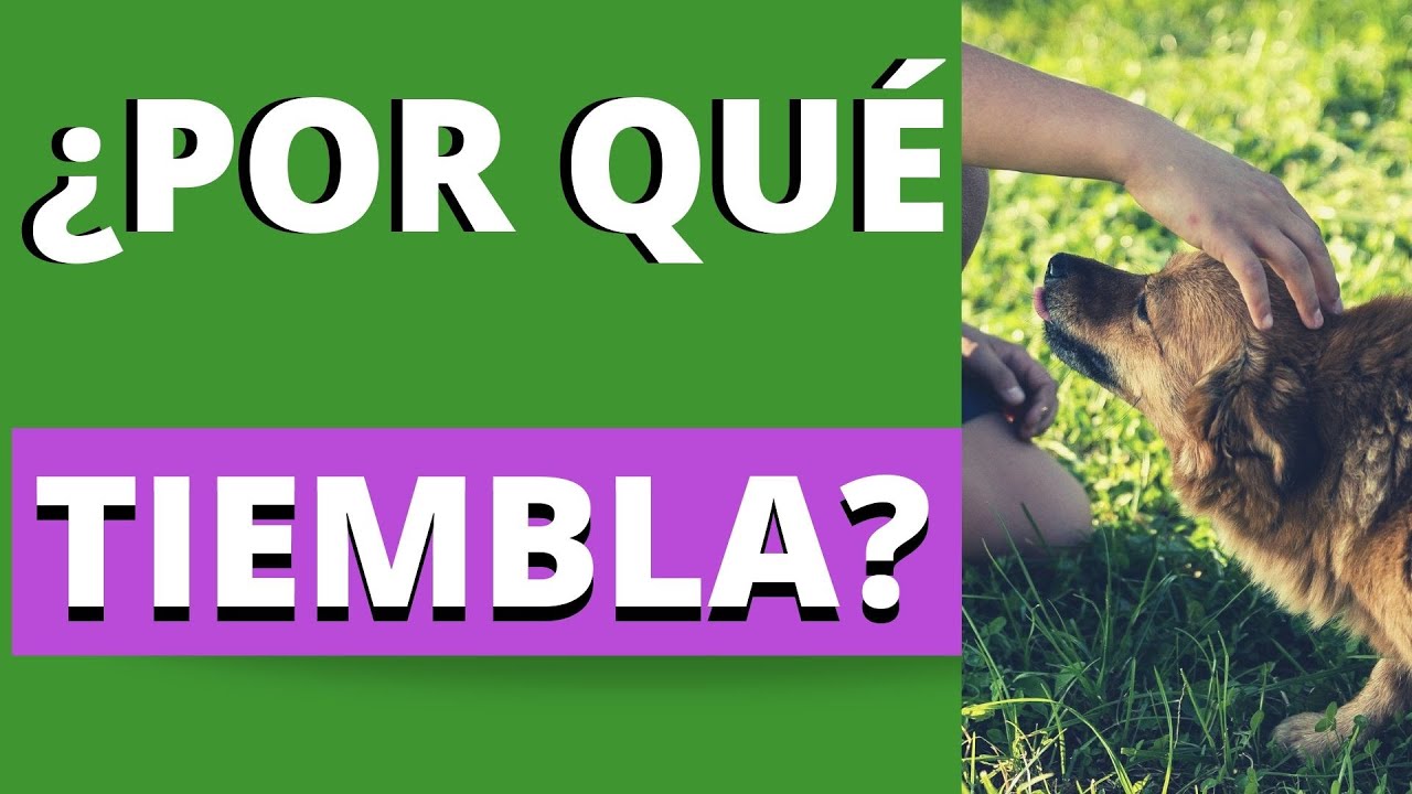 Temblores en perros. Temblor en perro causas. ¿Por qué tiembla mi perro ...