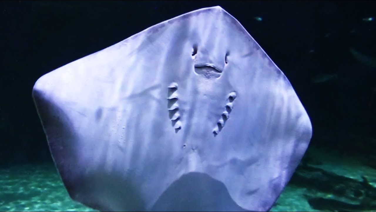 Happy Stingray - YouTube