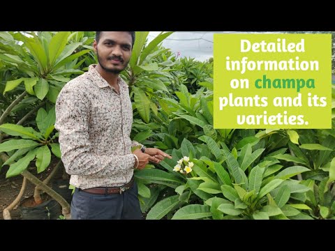 Detailed Information On Champa Plants | Information On Chafa Plants ...