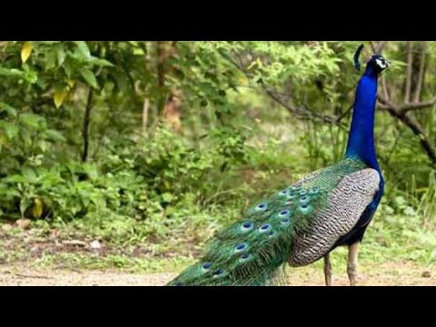 #Beautiful Peacocks|#Beautiful Scenery|Nature lovers - YouTube