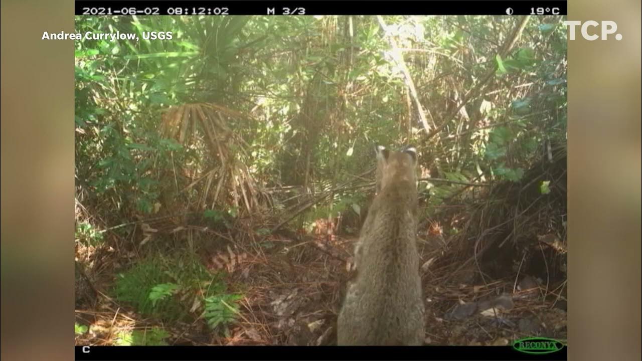 Bobcat vs. python: A Florida native wins a battle in war vs. invasive ...